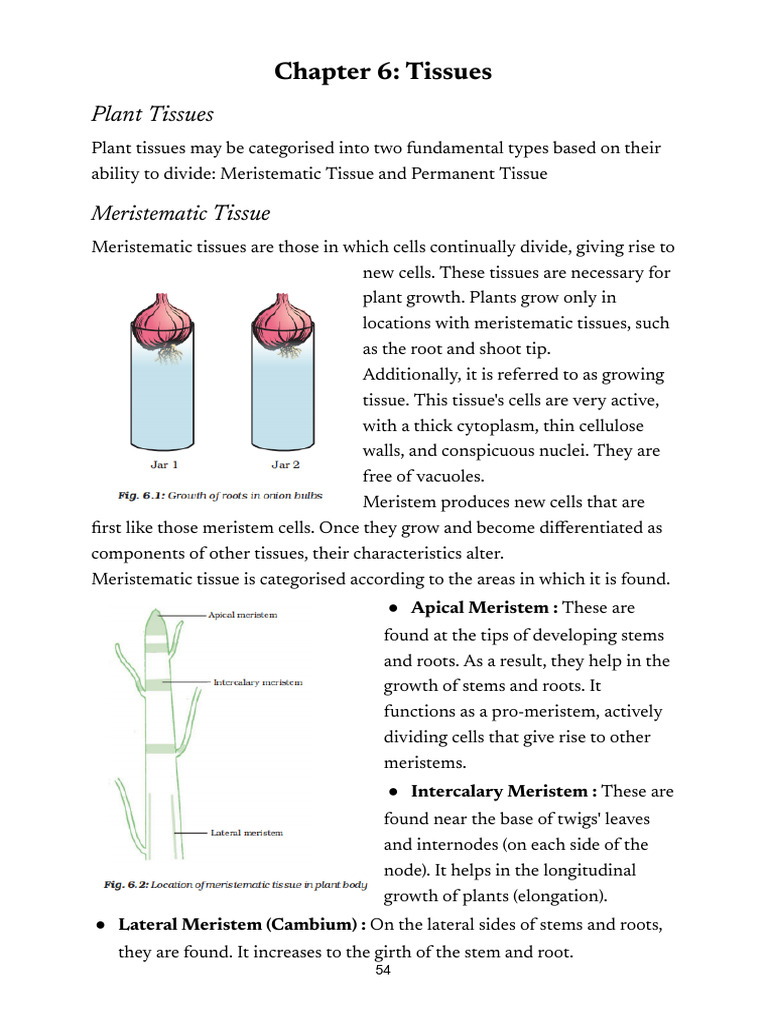 Chapter 6 Science Tissues Class 9 | PDF | Tissue (Biology) | Leaf