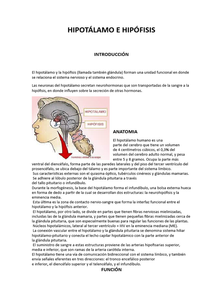 Hipotálamo e Hipófisis: Función y Anatomía | PDF | Glándula pituitaria ...
