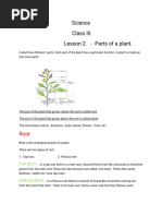 Parts of Plants: Worksheets for Grade 4 | PDF | Plant Stem | Leaf