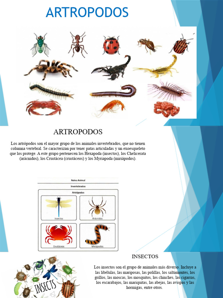 Clasificación y características de artrópodos | PDF | Insectos | Hormiga