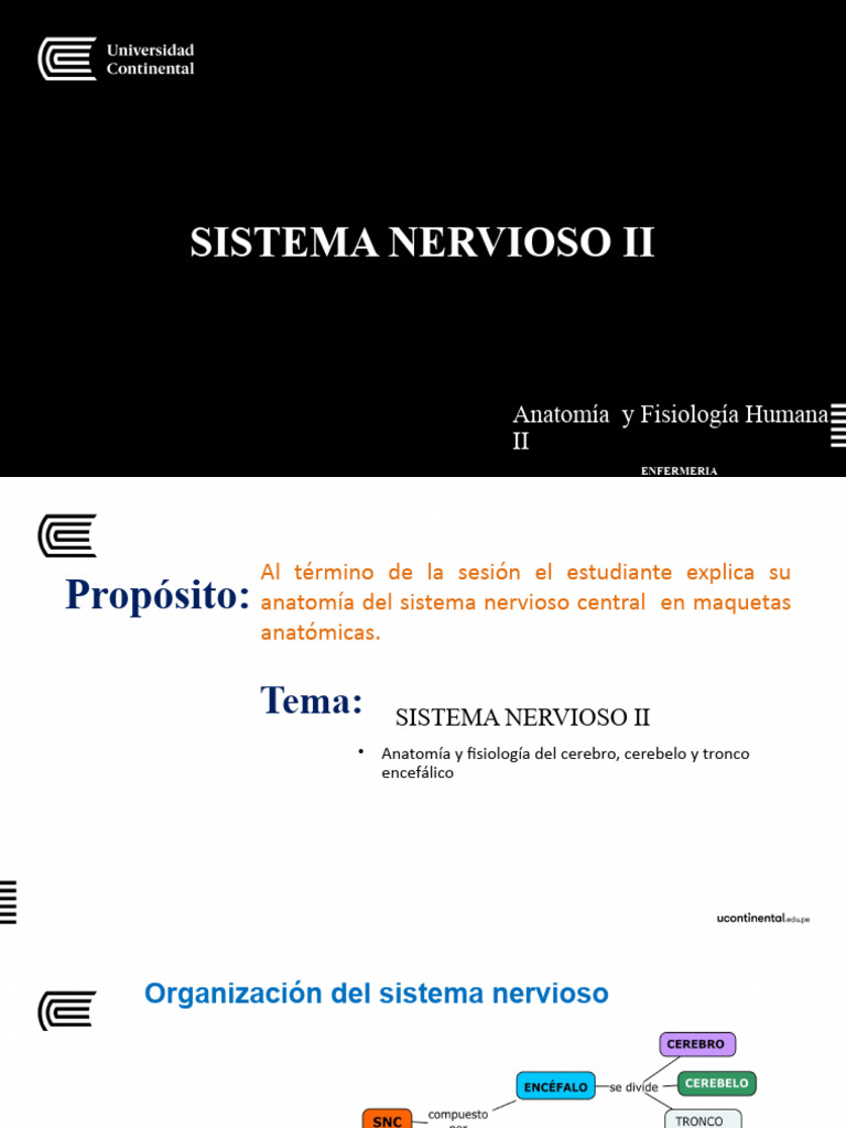 Semana 11 - Anatomia y Fisiologia Del Sistema Nervioso II (1) | Descargar gratis PDF | Cerebro ...