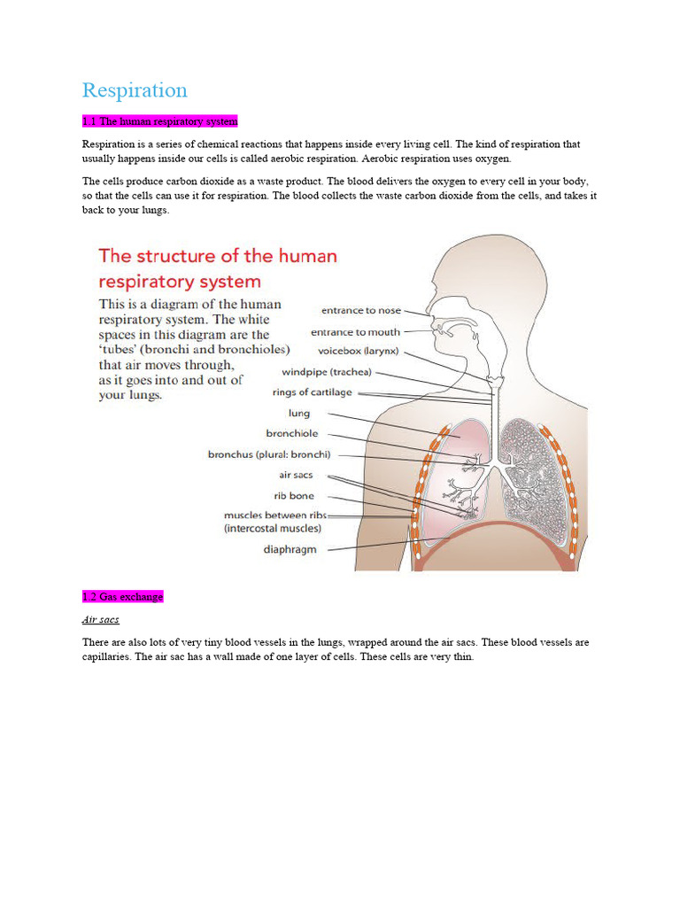 Apuntes Science Tema 1 | PDF | Respiratory System | Cellular Respiration