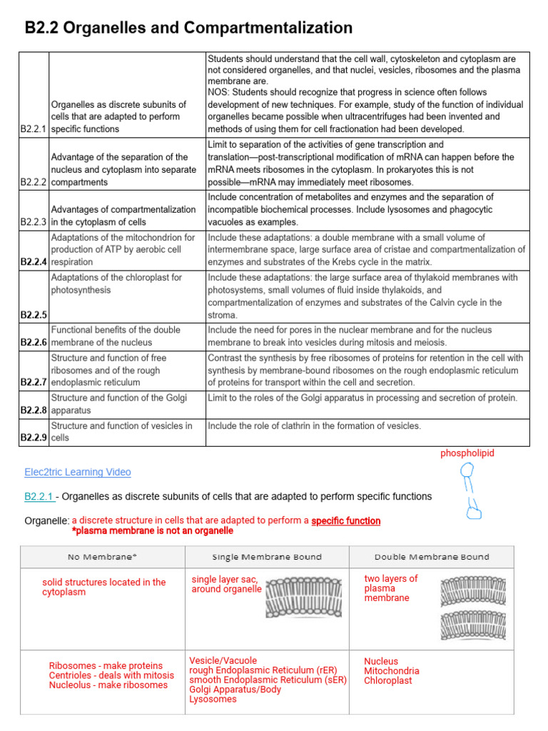 B2.2 Organelles and Compartmentalization | PDF | Endoplasmic Reticulum ...