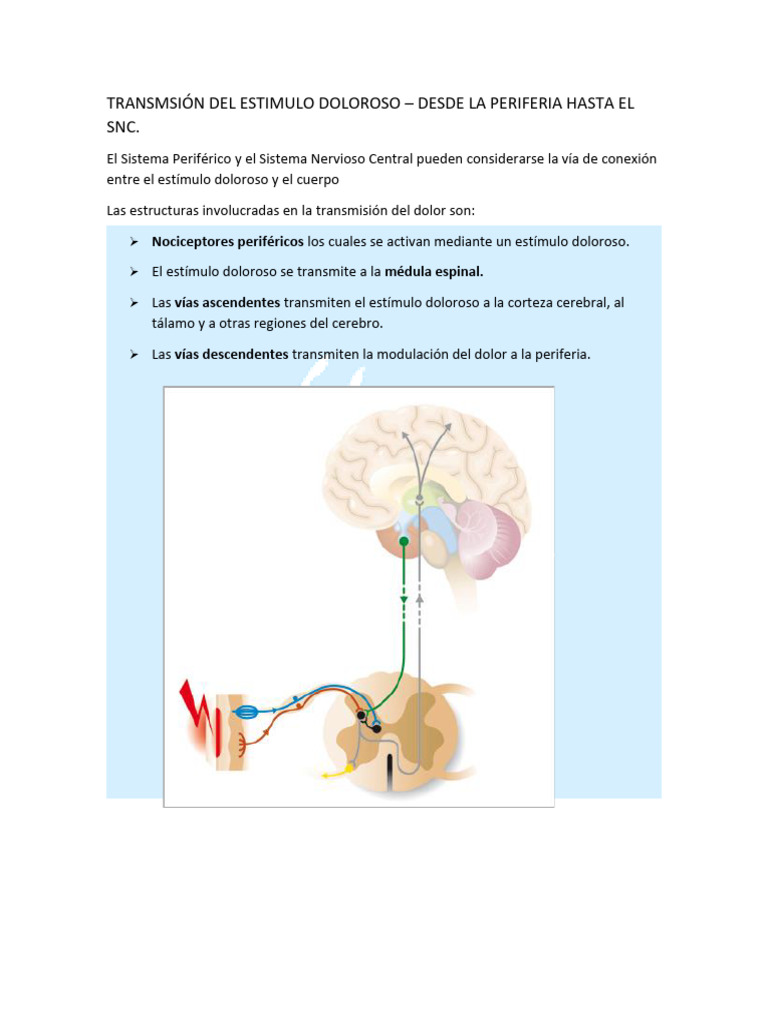 Transmsión Del Estimulo Doloroso | Descargar gratis PDF | Dolor | Cerebro