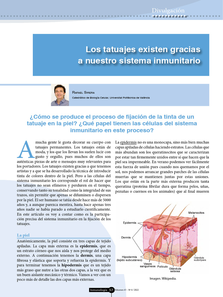11.3 Div3 SEI41.4 | PDF | Piel | Epidermis