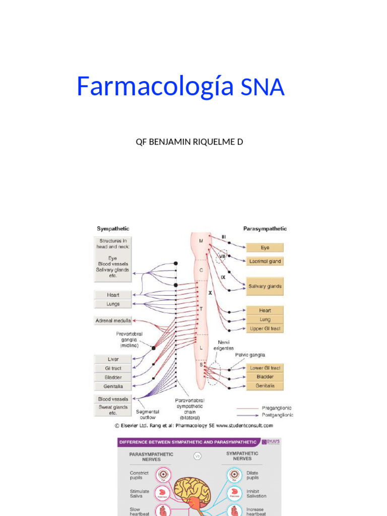 Clase Fármacos SNA - 2024 | PDF | Farmacología | Drogas que actúan sobre el sistema nervioso