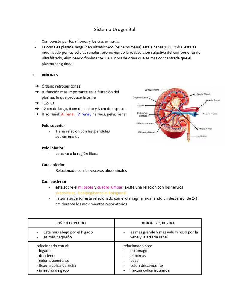 Resumen Urogenital | PDF | Riñón | Sistema urinario