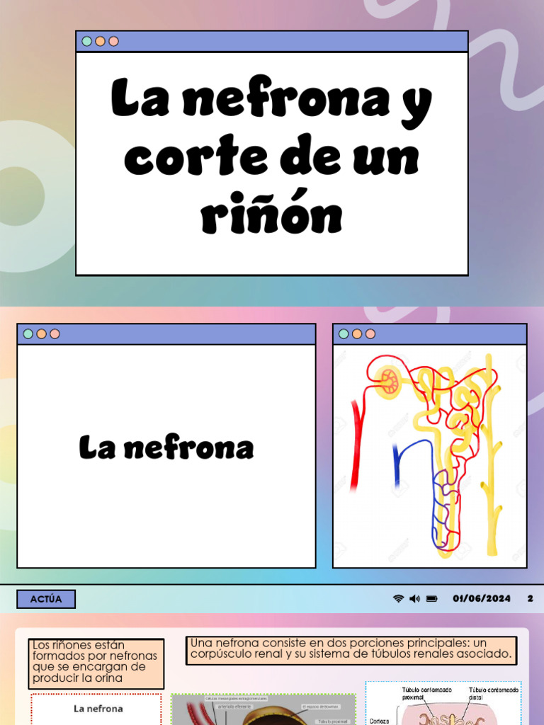 Estructura y función de la nefrona | PDF