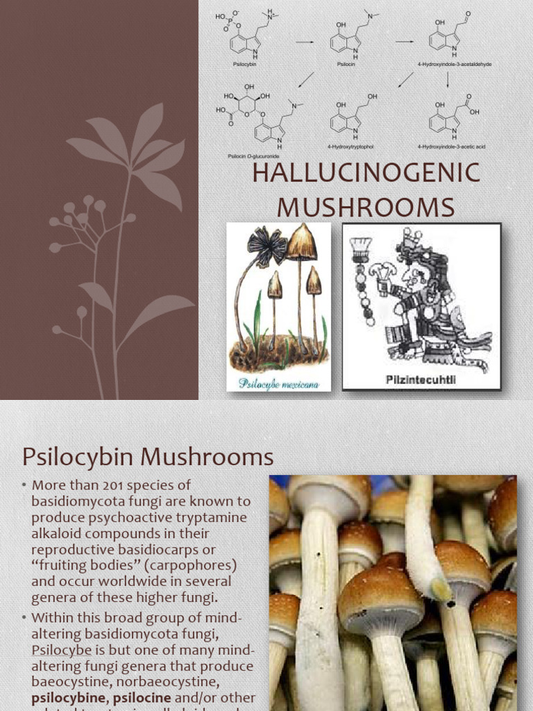 10.1 Hallucinogens_Mushrooms | PDF