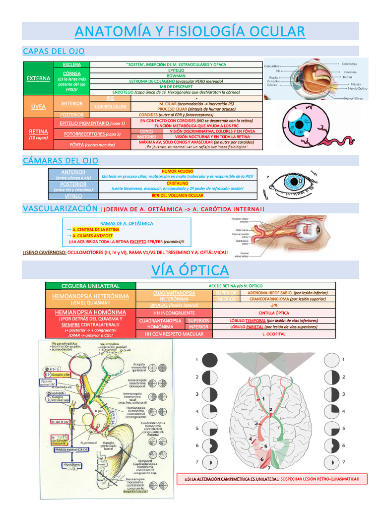 OFTALMO | PDF | Ojo humano | Sistema visual