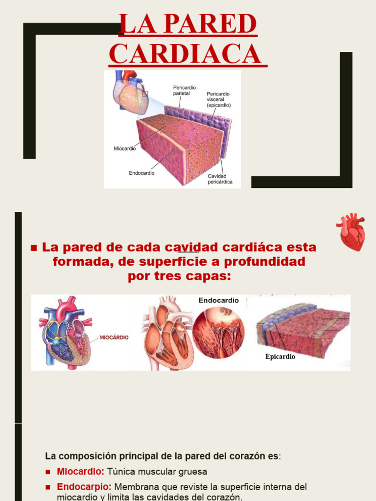 Pared Cardiaca | PDF | Corazón | Músculo