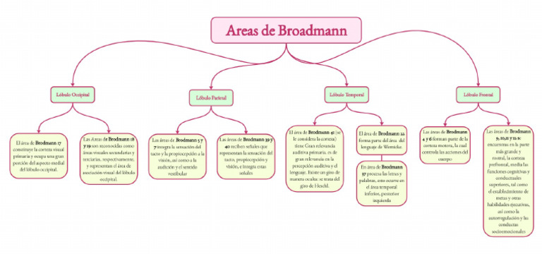 Areas Broadman | PDF