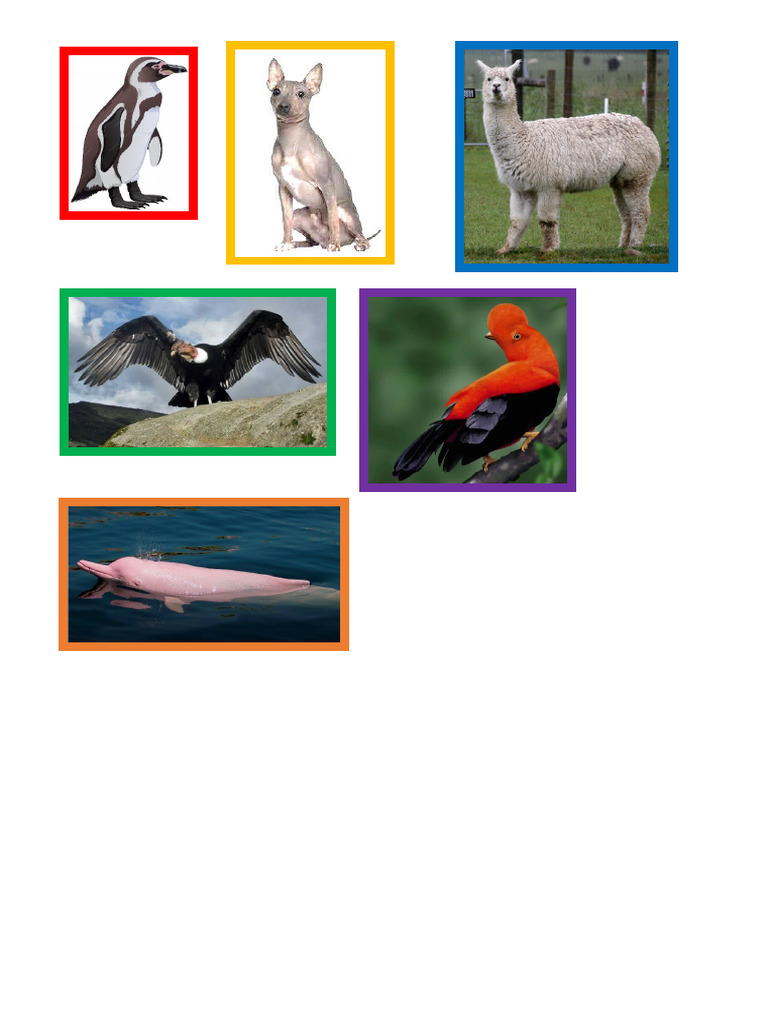 Animales Nativos Del Peru | PDF