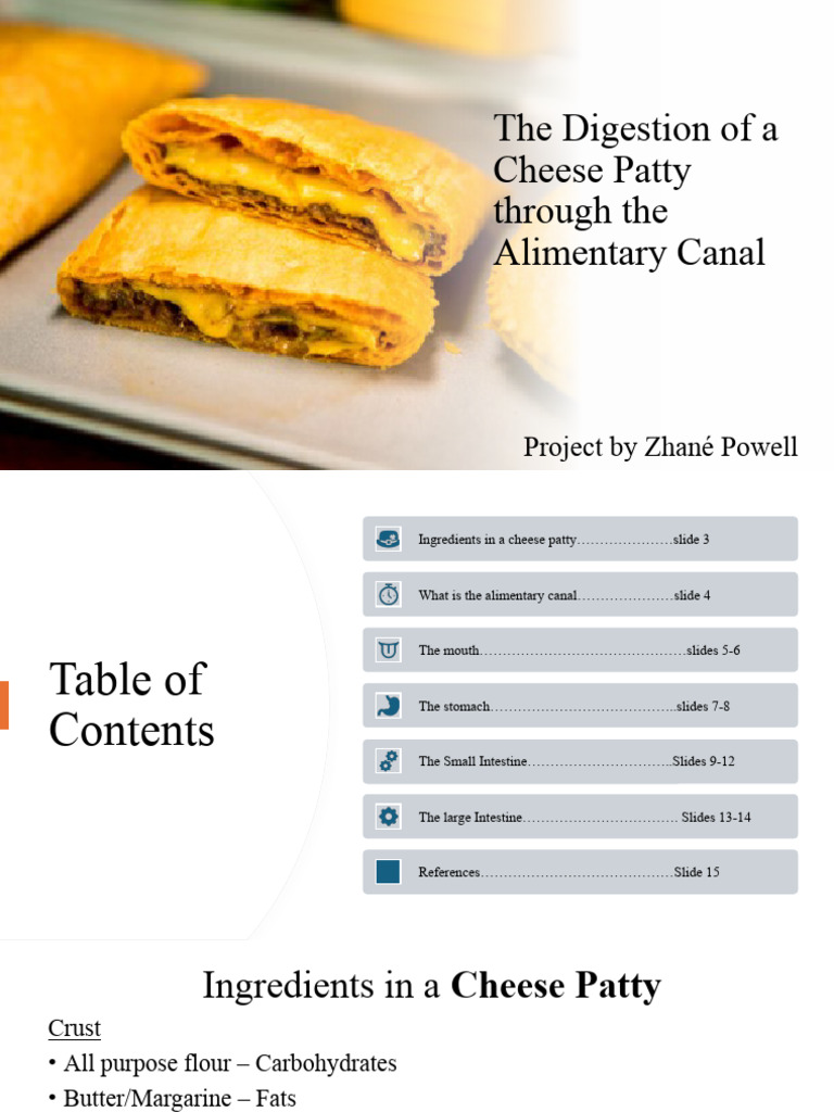 Cheese Patty Digestion Process Explained | PDF | Digestion | Stomach