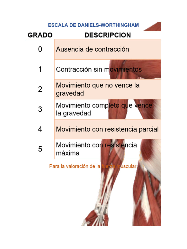 Escala Muscular de Daniels | PDF