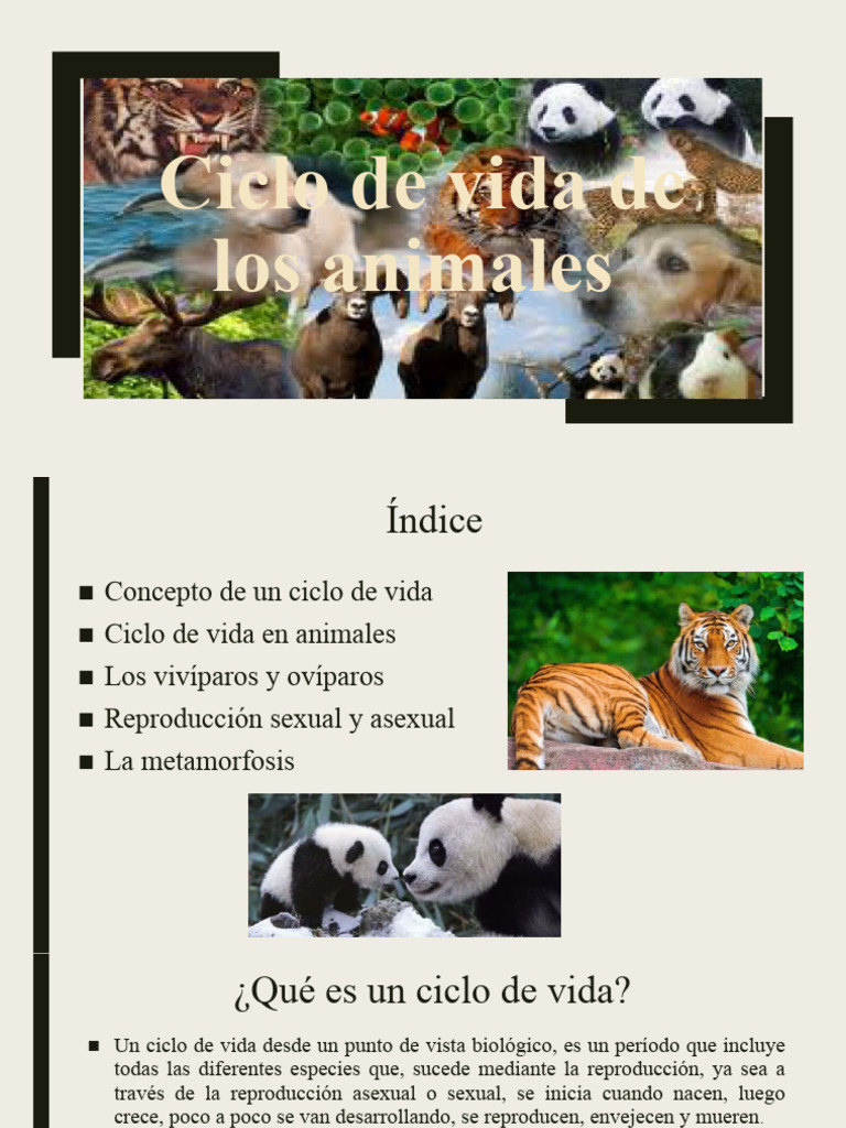Ciclo de Vida y Reproducción Animal | PDF | Reproducción | Zoología