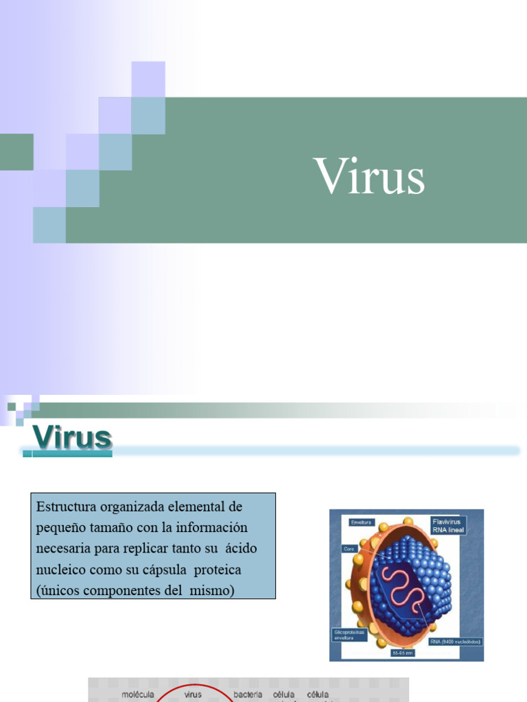 Características y clasificación de virus | PDF | Virus | Biología Celular