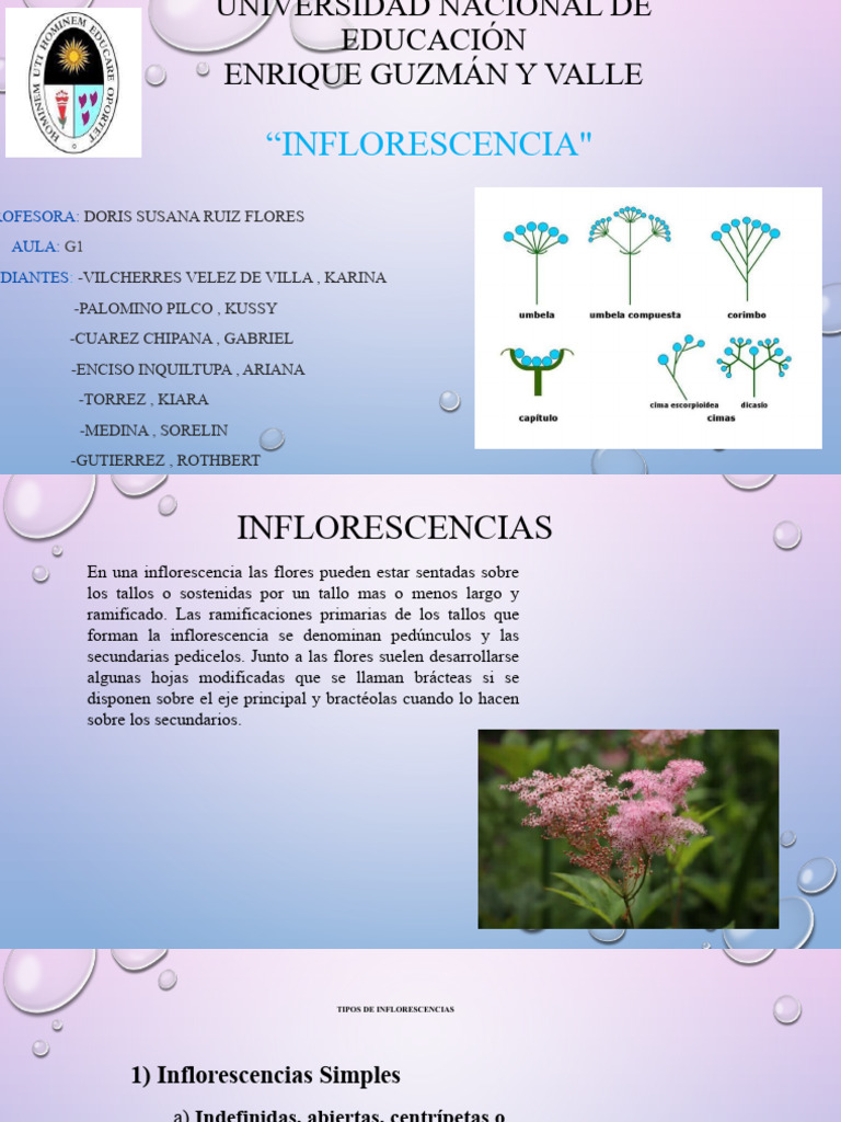 Semana 13 INFLORESCENCIA | PDF | Reproducción de plantas | Morfología ...