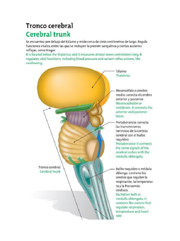 Tallo Cerebral | PDF
