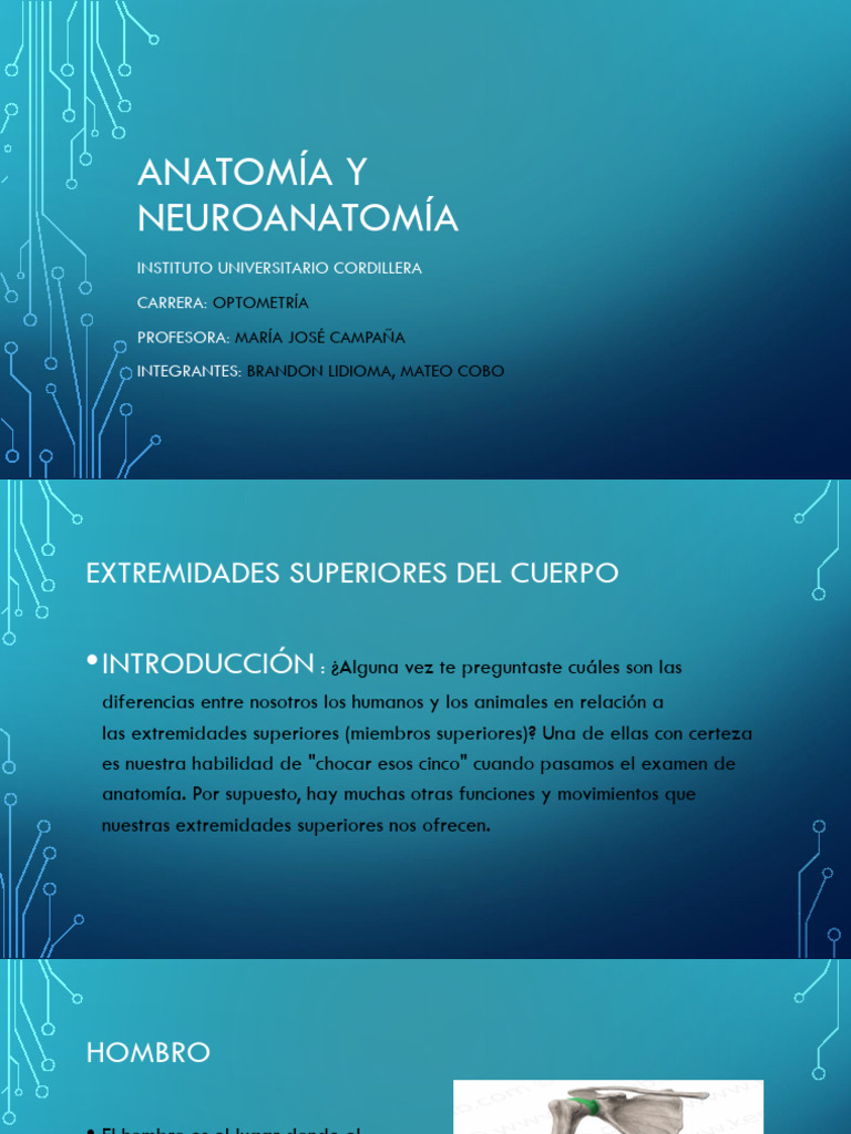 anatomía y neuro anatomia | PDF | Hombro | Codo