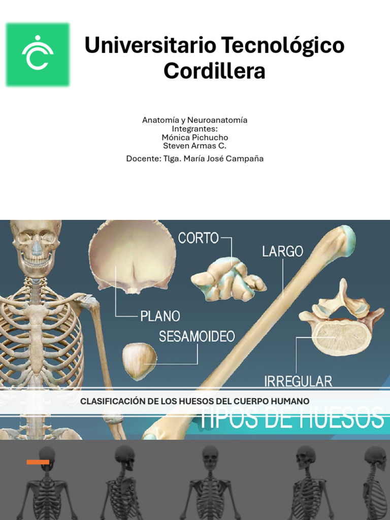 Tipos de Huesos | PDF