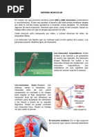 Músculos Del Torso | PDF | Sistema musculoesquelético | Anatomía humana