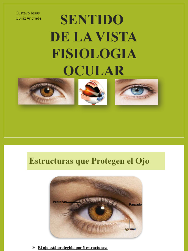 sentido-de-la-vista-4°-medio | PDF | Ojo humano | Percepción visual