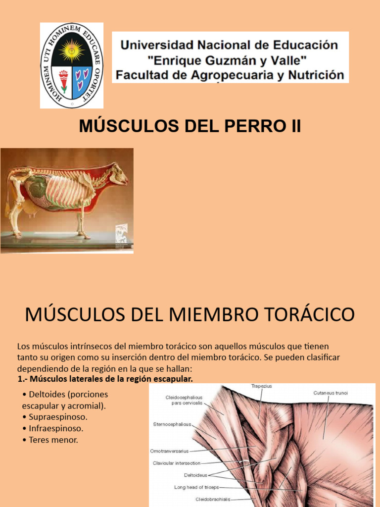 MUSCULOS DEL PERRO | Descargar gratis PDF | Sistema musculoesquelético ...