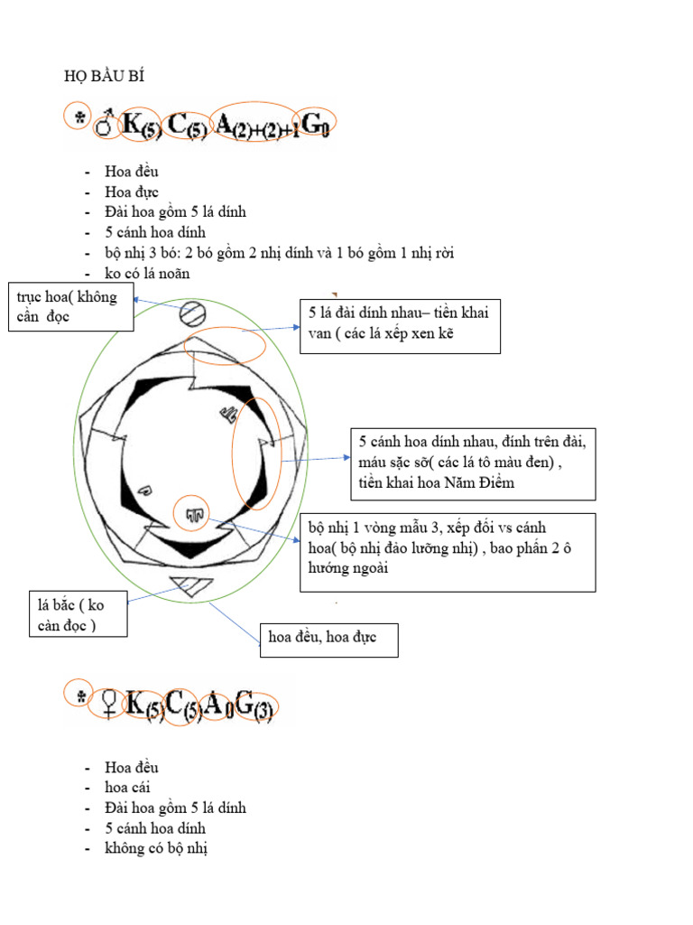 Hoa TH C Hoa Đ | PDF