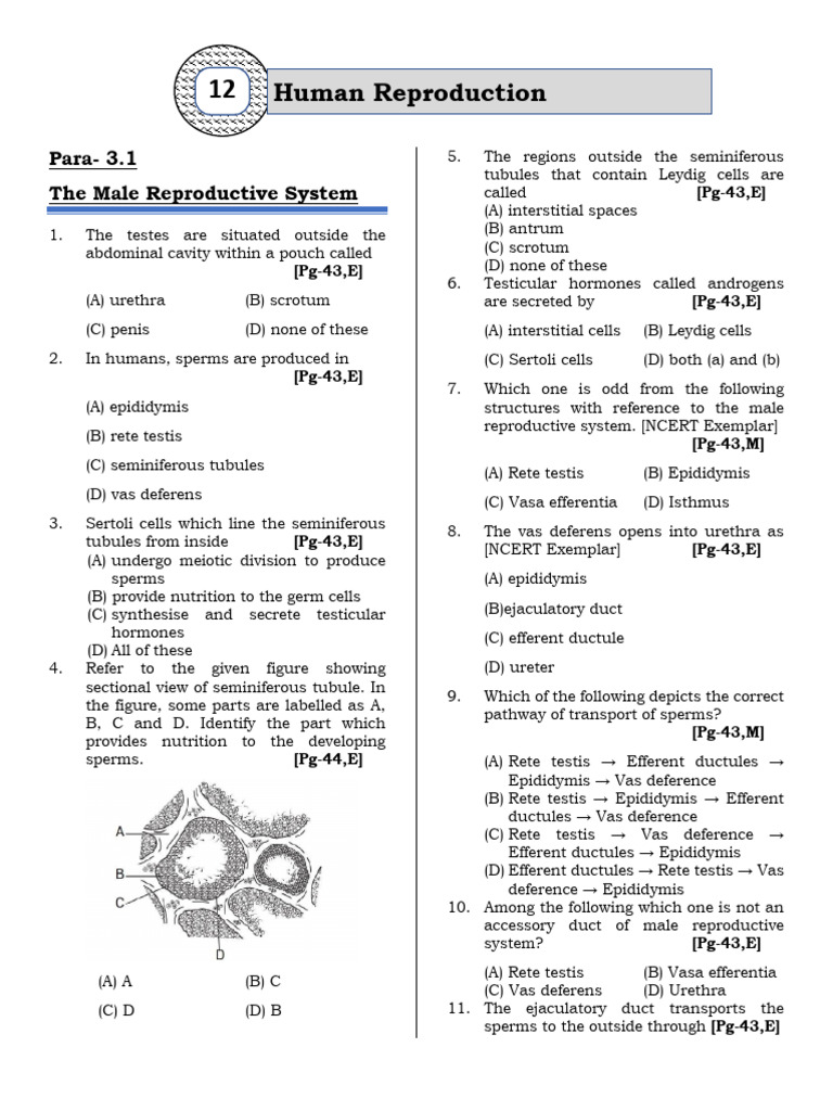 Topic | PDF | Menstrual Cycle | Endocrine System