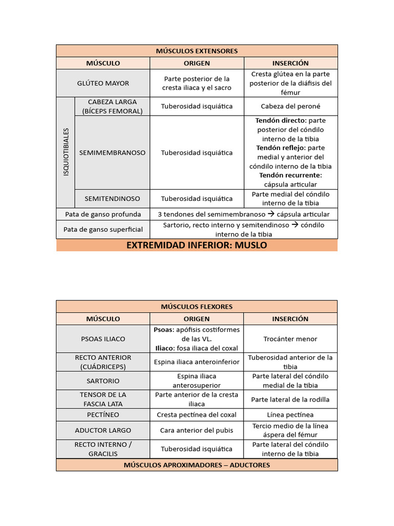 Anatomía de Músculos del Muslo | PDF | Anatomía | Anatomía humana