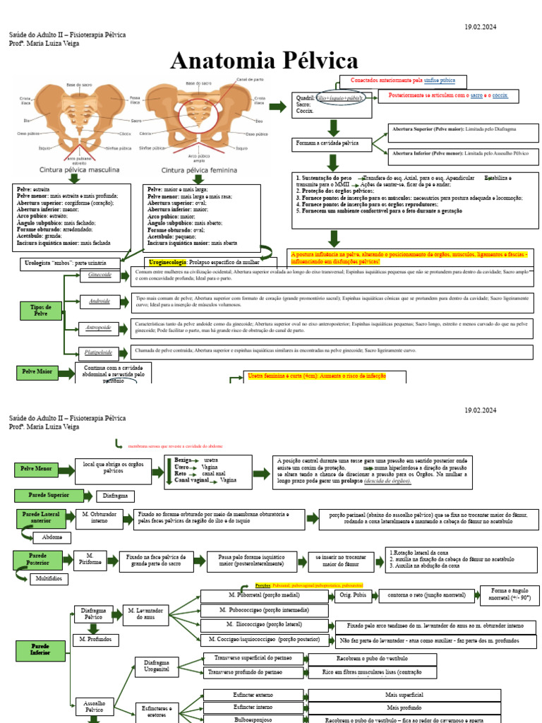 Aula 1 Anatomia Pélvica Download Grátis Pdf Pélvis Anatomia