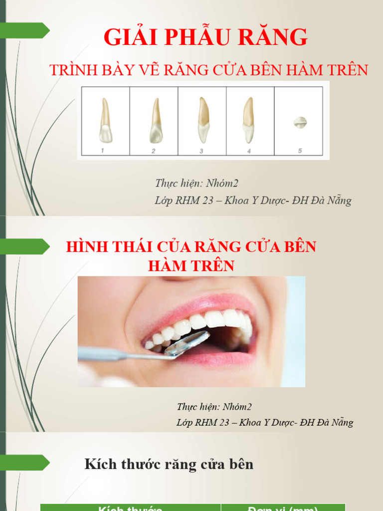 Ve Rang Nhom 2 Rang Cua Ben | PDF