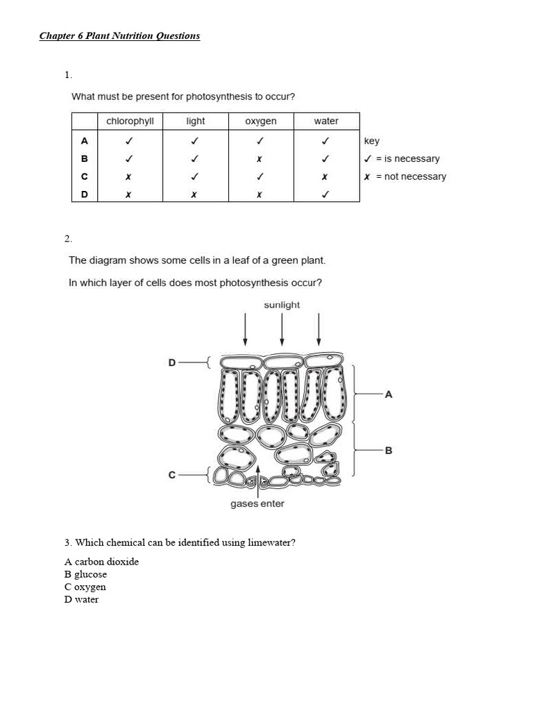 Chapter 6 Plant Nutrition Questions V2 | PDF | Science & Mathematics
