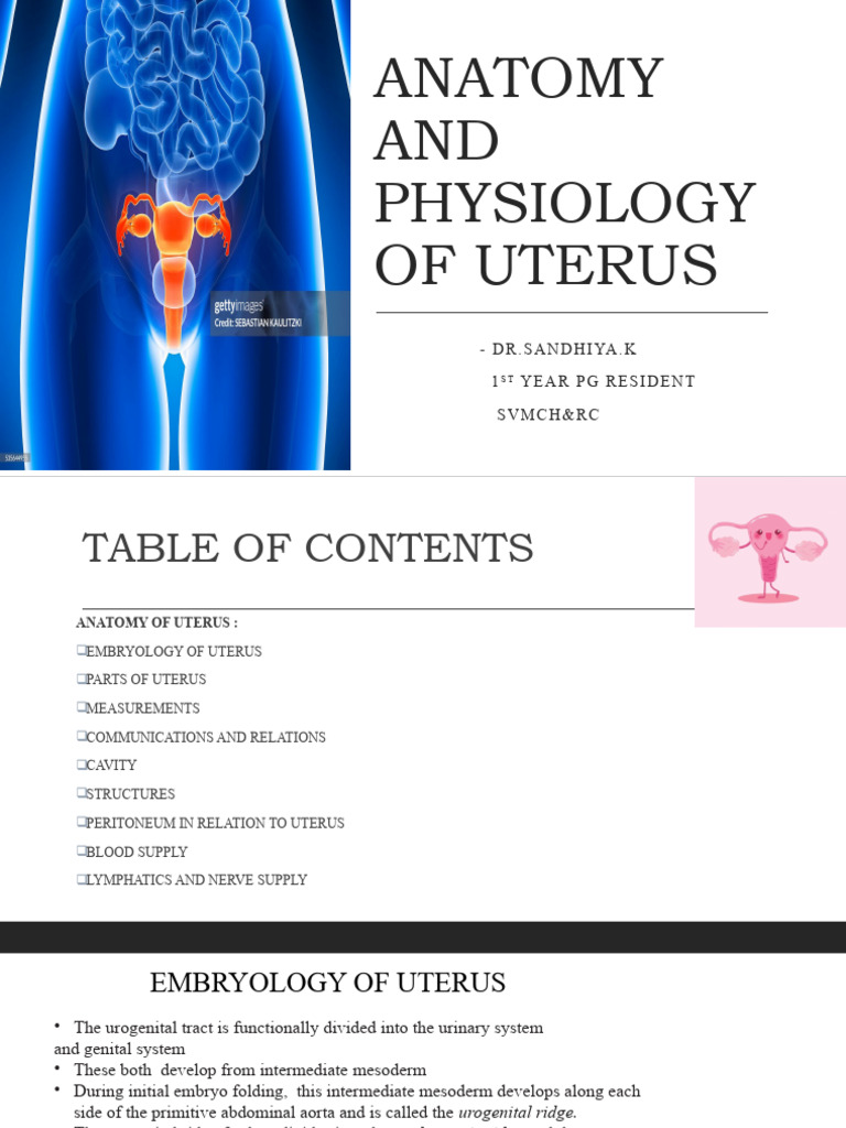 Anatomy and Physiology of Uterus | Download Free PDF | Uterus | Epithelium
