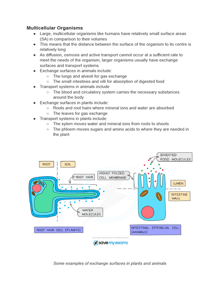 Ch-11 Notes - Transport in plants | PDF | Root | Leaf