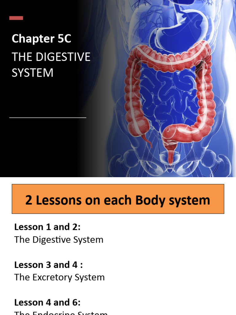5C-Digestive System | Download Free PDF | Digestion | Small Intestine