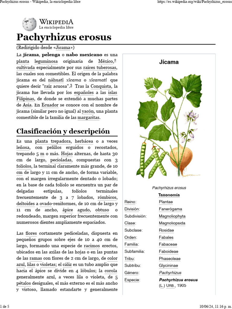 Jícama: Características y Origen | PDF | Plantas | Vegetales