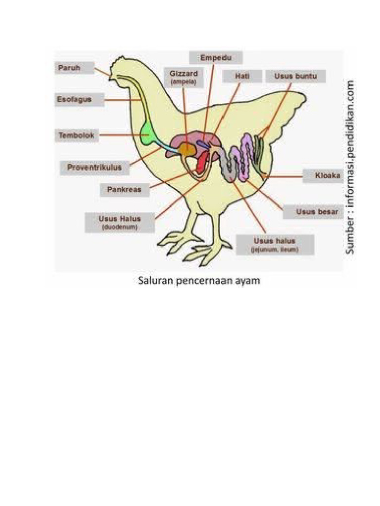 Sistem Pencernaan Pada Ayam | PDF