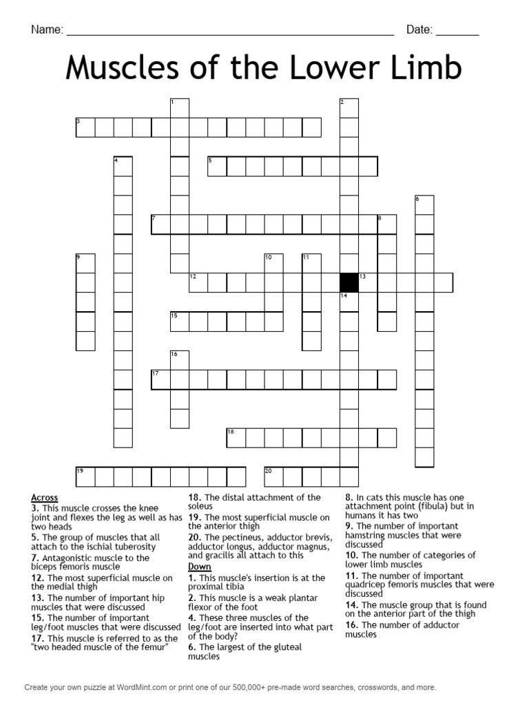 Muscles - of - The - Lower - Limb - CROSS WORD | PDF | Human Leg | Foot