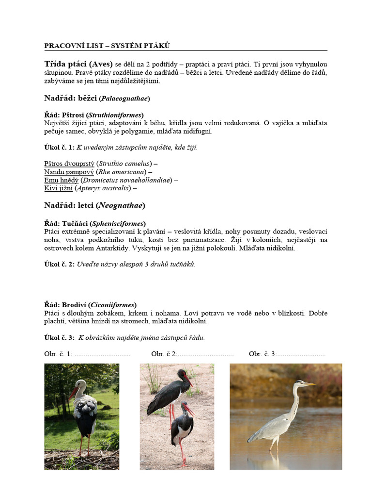 Ptaci | PDF