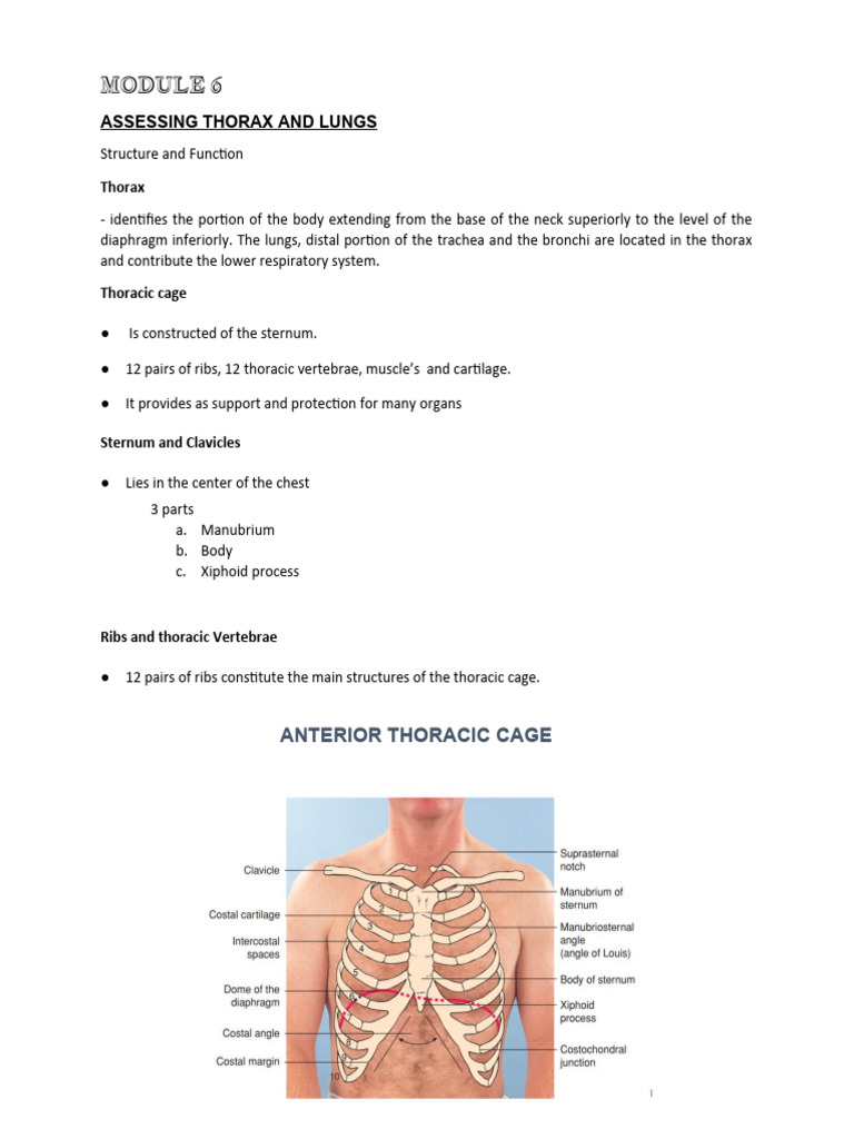 THORAX-LUNG | Download Free PDF | Thorax | Pulse