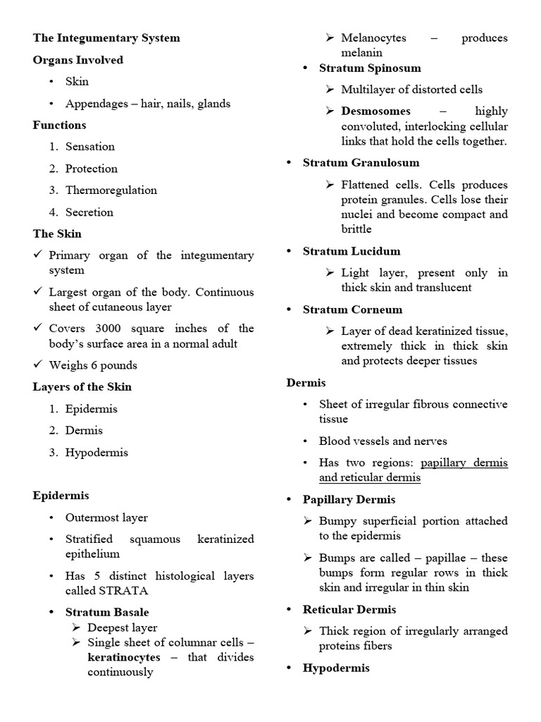 The Integumentary System | PDF | Integumentary System | Skin