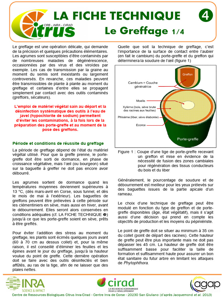 Fiche Technique Le Greffage | PDF | Greffe (botanique) | Horticulture
