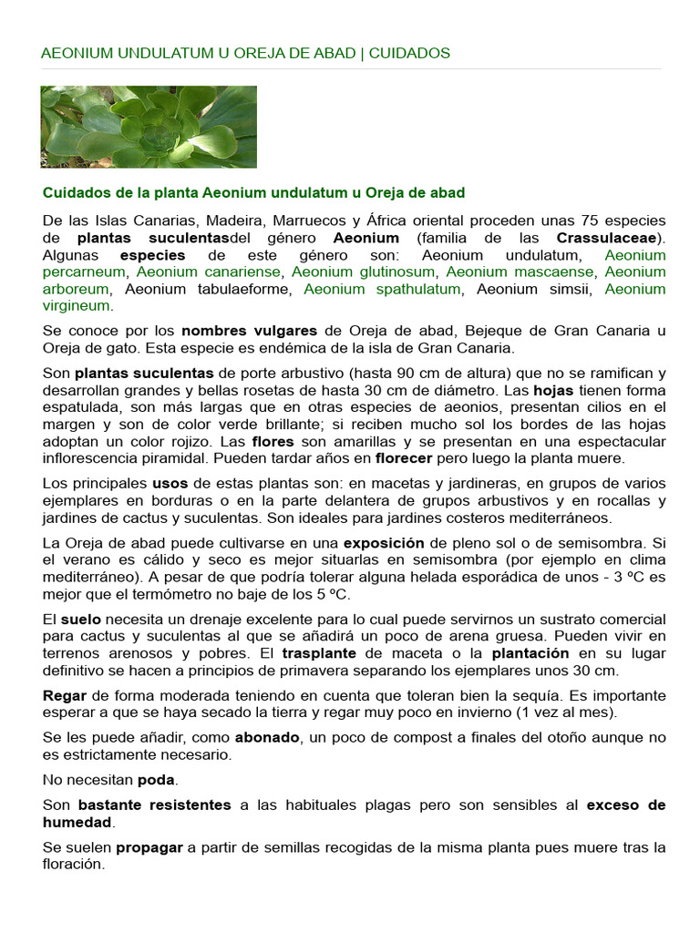 Aeonium Undulatum U Oreja de Abad - Cuidados | PDF | Plantas | Botánica