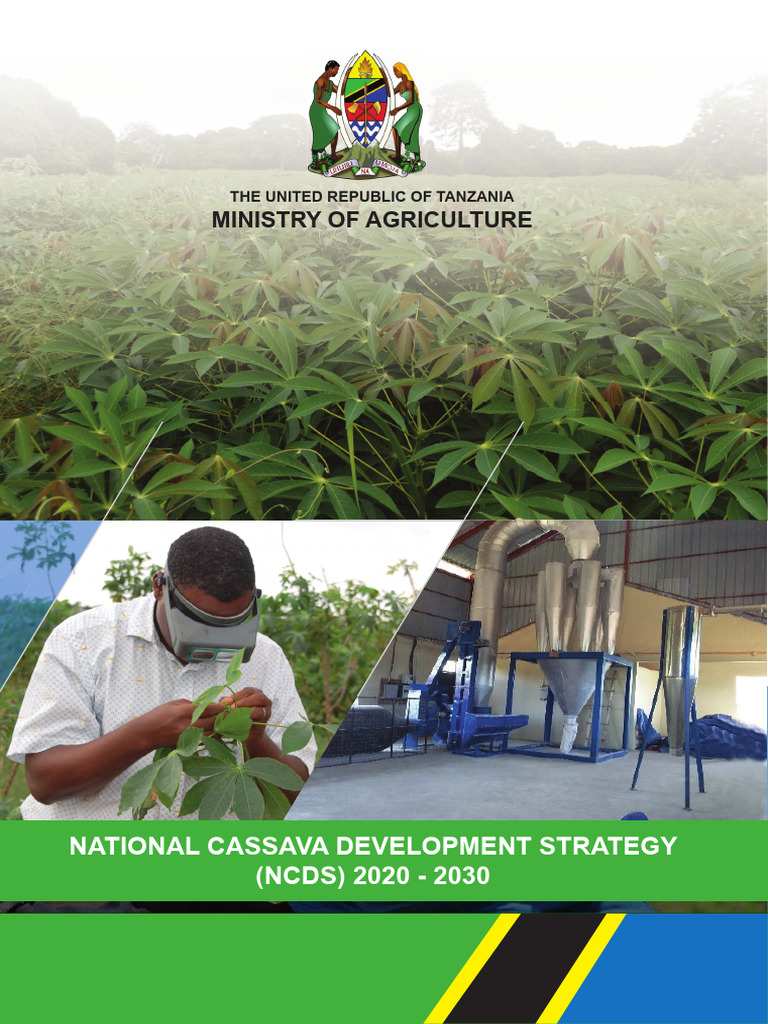 Cassava Development Strategy | PDF | Agriculture | Tanzania