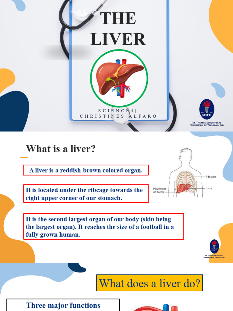 THE LIVER | PDF | Liver | Gallbladder
