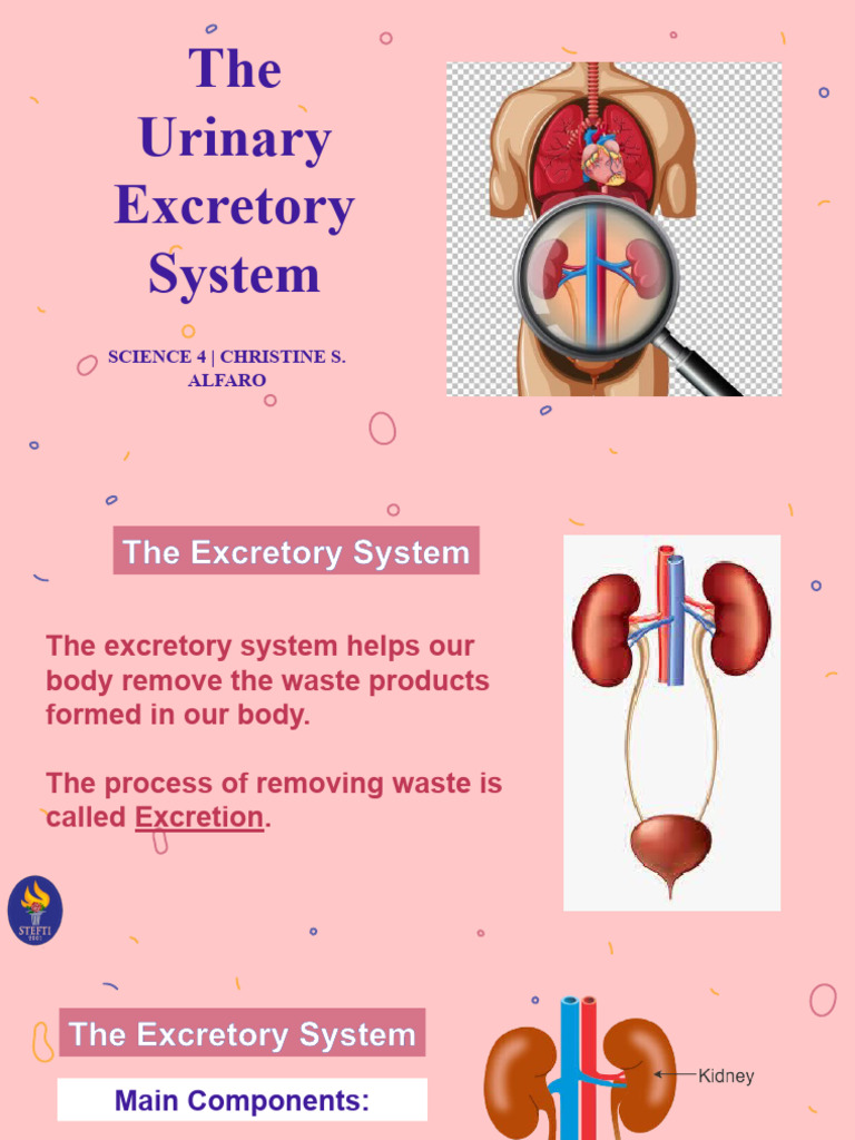 Edited - The Urinary Excretory System | Download Free PDF | Urinary ...