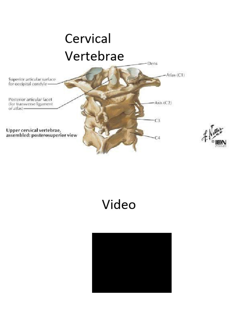 2 Cervical Vertebrae | PDF | Social Science | Home & Garden