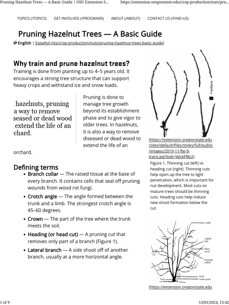 Pruning Hazelnut Trees - A Basic Guide - OSU Extension Service | Download Free PDF | Pruning | Trees